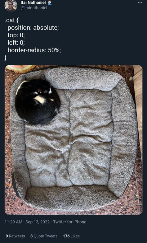 Programmer Humor On Twitter Cat R Programmerhumor Comments Xealht…