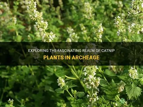 Exploring The Fascinating Realm Of Catnip Plants In Archeage Shuncy