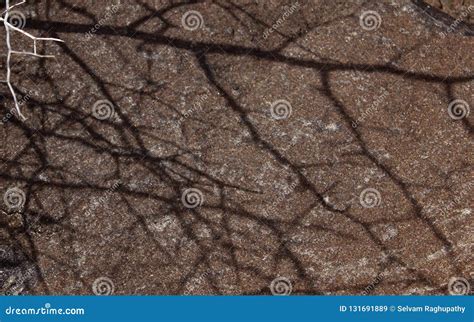 Hill Stone Texture Background With Dead Plant Shadow Stock Image