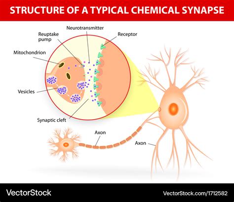Chemical Synapse Diagram