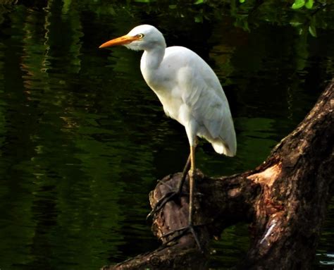 Ebird Checklist 18 Jul 2021 Baruipur Grassland 1 Species