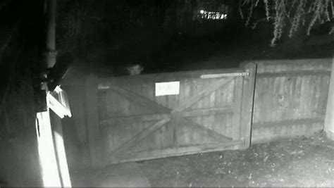 Police Hunt Babe Man Peering Over Fence After Sexual Assault Spree