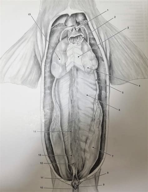 Shark Female Diagram Diagram Quizlet