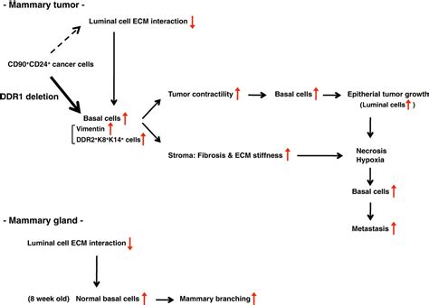 Discoidin Domain Receptor 1 Ddr1 Ablation Promotes Tissue Fibrosis