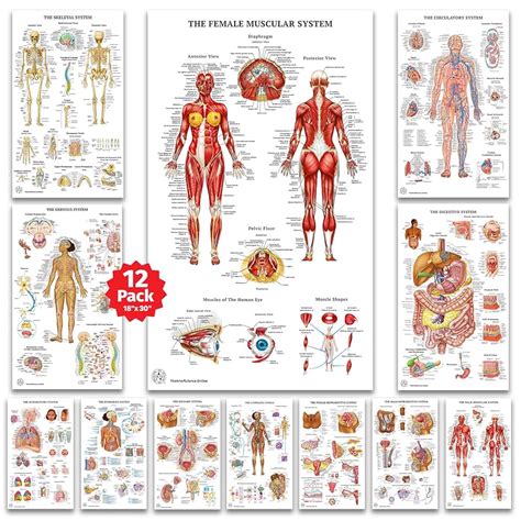 Female Medical Body Chart