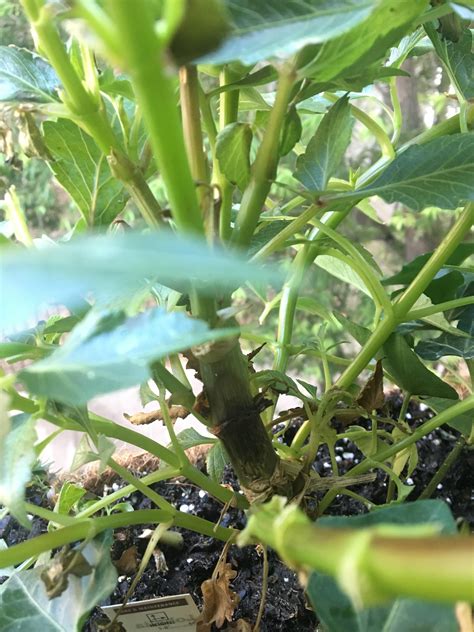 Dahlia Stem Rot Gardening