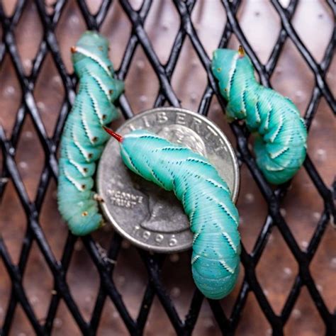 Hornworms — Pnw Reptile Bites