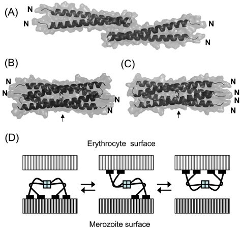 Structural Models Of The C Terminal Tetramerization Domain Of Msp3 Download Scientific Diagram