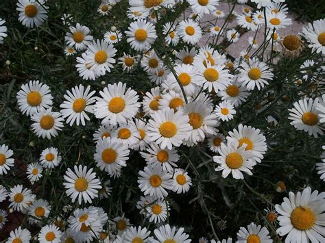 기타 샤스타데이지 기타 생물종 Bric