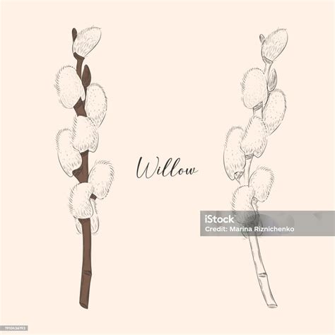 흰색 배경에 고립 된 검은 색 버드 나무 나뭇 가지 윤곽선과 벡터 세트 봄철 디자인과 부활절 색칠하기 책을 위한 윤곽 스타일의 꽃이 만발한 고양이 버드나무가 있는 가지 꽃