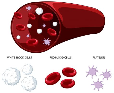 9 Ways To Improve Your Platelet Count Essential Strategies
