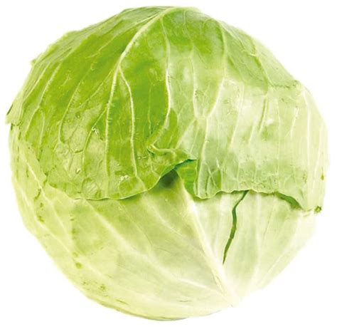 Repollo Suelo Abono Siembra Riego Transplante 2020