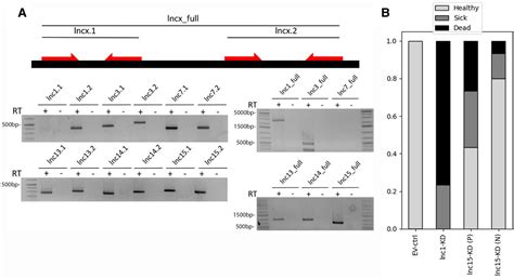 Identification Of Novel Functional Long Noncoding Rnas Involved In