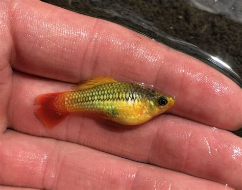 Species 189 — Variegated Platy Caughtovgard