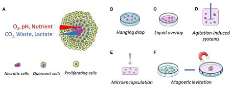 Frontiers Multicellular Tumor Spheroids In Nanomedicine Research A Perspective