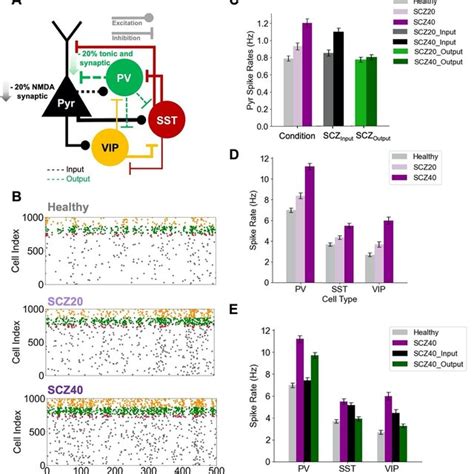 Increased Baseline Activity In Models Of Schizophrenia Cortical Download Scientific Diagram