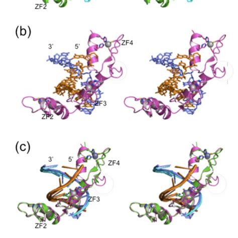 Stereo View Of The Individual Structures And Superposition Of The Two