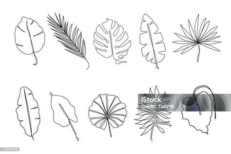 트로피컬은 한 줄 그리기를 남깁니다 열대 야자수 잎의 연속 선 그리기 단 하나 1 선 이국적인 야자수 잎 외곽선 스케치를 남깁니다 정글 식물 잎 라인 아트입니다 열대