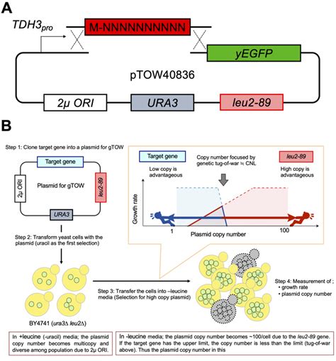 experimental framework isolating n10 sequences affecting the expression