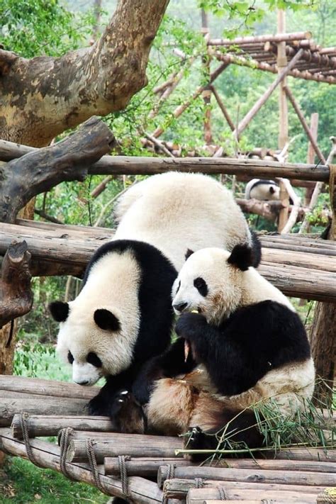 ultimate panda quiz questions and answers 2025 quiz