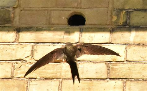 Swift Colony Habitat Case Study Wienerberger