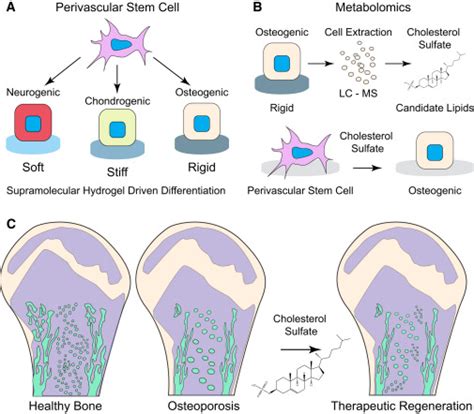 Stem Cell Fate Is A Touchy Subject Cell Stem Cell