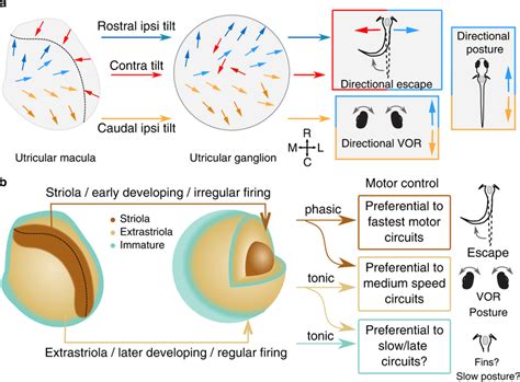 Directional Tuning And Developmental Sequence Are Organizing Principles