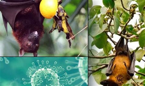 How Did The Deadly Nipah Virus Gets Its Name