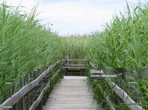 녹색 갈대 식물이 자라는 들판을 통과하는 긴 나무 산책로 갈대속 벼과에 대한 스톡 사진 및 기타 이미지 갈대속 벼과 교량