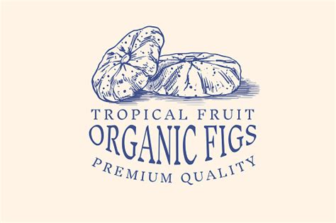 신선한 무화과 배지 말린 과일 단풍 라벨 또는 로고 조각을 잘라 해독 향신료 스탬프 티셔츠 또는 타이포그래피 또는 메뉴를 위한 벡터 새겨진 손으로 그린 스케치 0명에 대한