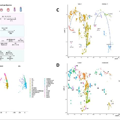Single Cell Rna Analysis Of Early Embryos Across Species A Datasets Download Scientific
