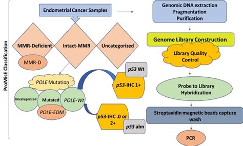 flow chart of promise and tcga classification sample processing