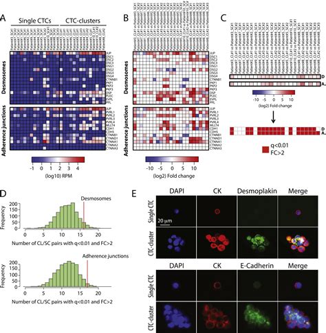 Circulating Tumor Cell Clusters Are Oligoclonal Precursors Of Breast Cancer Metastasis Cell