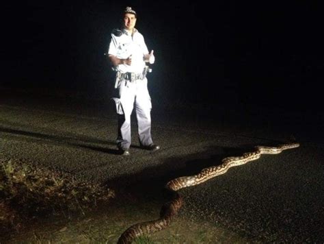 size of huge python crossing the street shocks internet i d move