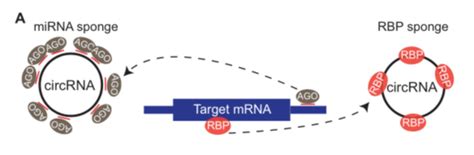 Schematic Diagram Of Circrna Functioning As Mirnarbp Sponge Doccheck