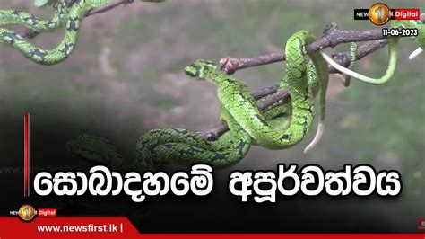 සොබාදහමේ අපූර්වත්වය Youtube