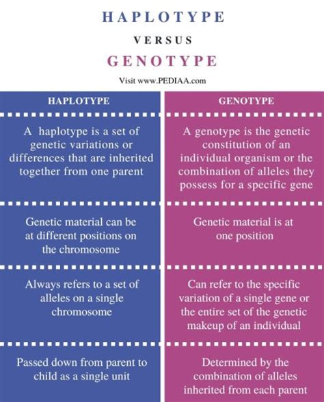 What Is The Difference Between Haplotype And Genotype Pediaacom