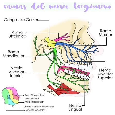 Ramas Principales Del Nervio TrigÉmino Hueso Maxilar Superior Nervio