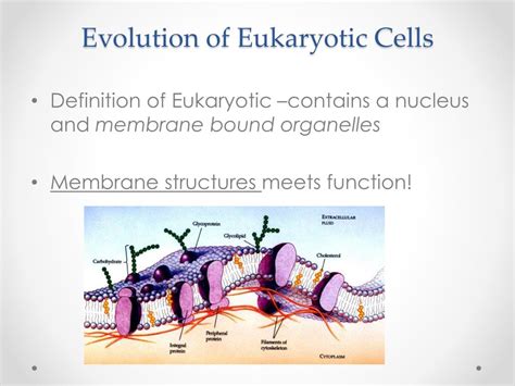 Ppt The Role Of The Endomembrane System In The Evolution Of Eukaryotic Cell Function