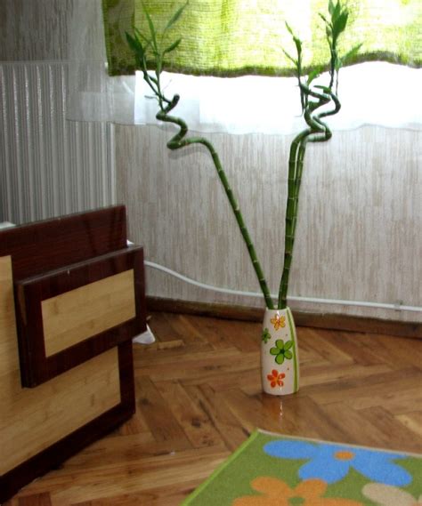 Бамбук - За дома - www.zadoma.com