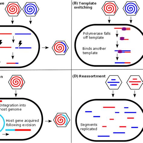 Alphavirus Infection Of Host Cells Is Mediated By Two Viral