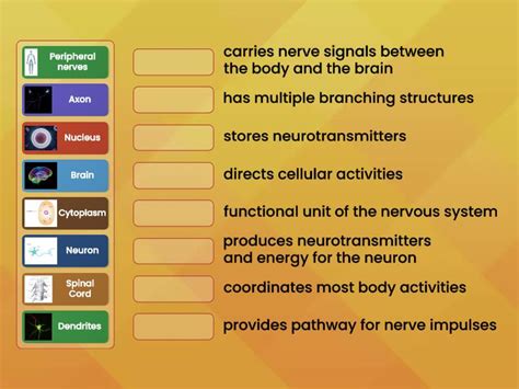 nervous system structure and function combinação