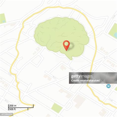 266 Map Of The Brain High Res Illustrations Getty Images