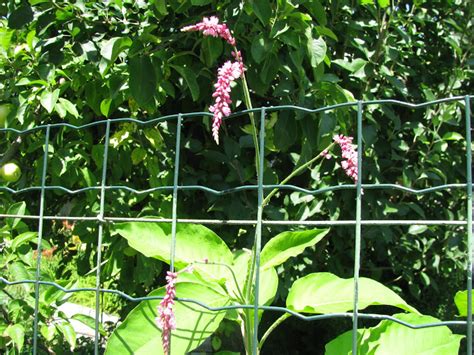 Розова магия растения цъфтящи в розово Page 46 Форум