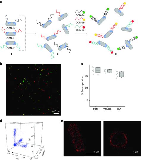 Controlling Bacterial Cell Surface Luminescence A Schematic