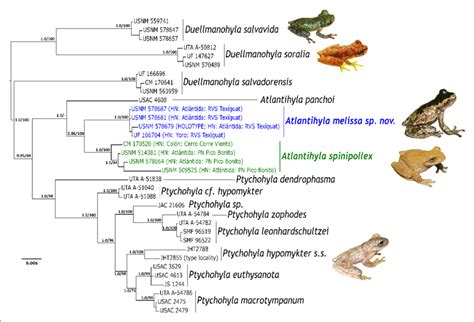 multilocus bayesian phylogram based on combined mtdna 12s 16s ndna