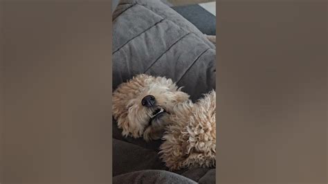 아침부터 옆에서 입벌리고 자네요~ Youtube