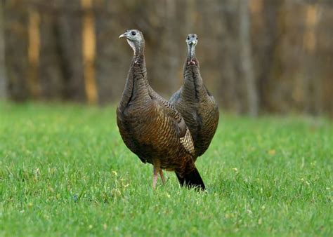SexSpecific Resource Use By Wild Turkeys In Response To Hunting Activity Wild Turkey Lab