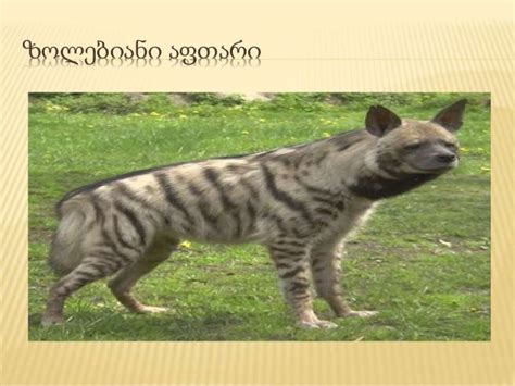 საქართველოში გადაშენების პირას მყოფი ცხოველები