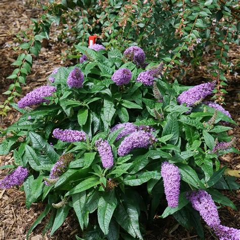 17 Common And Rare Butterfly Bush Varieties With Pictures A Garden